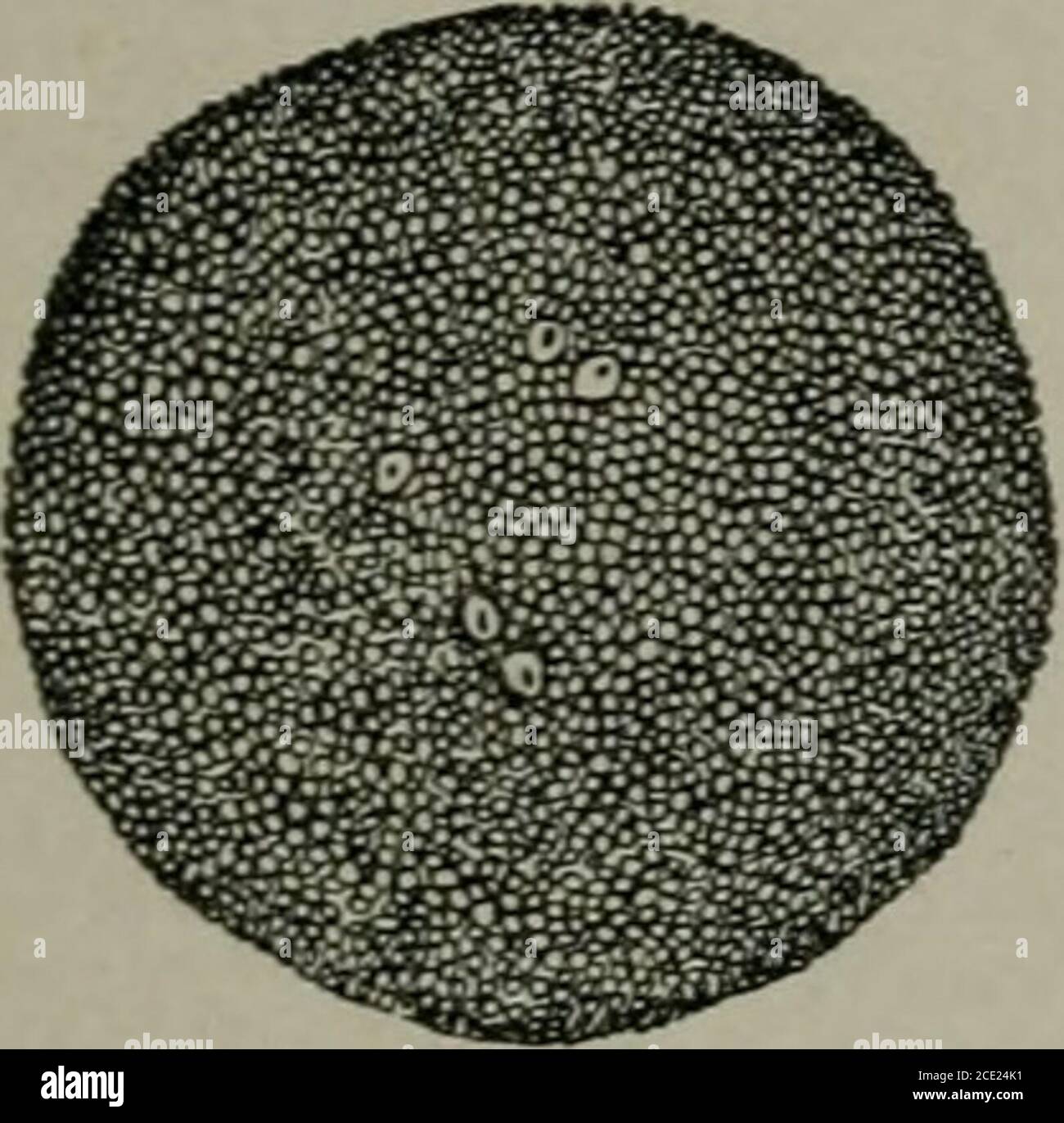 . Biology . .proximalretinuUi cells .^rhabdome ., nerve fibres Fig. 75 ...
