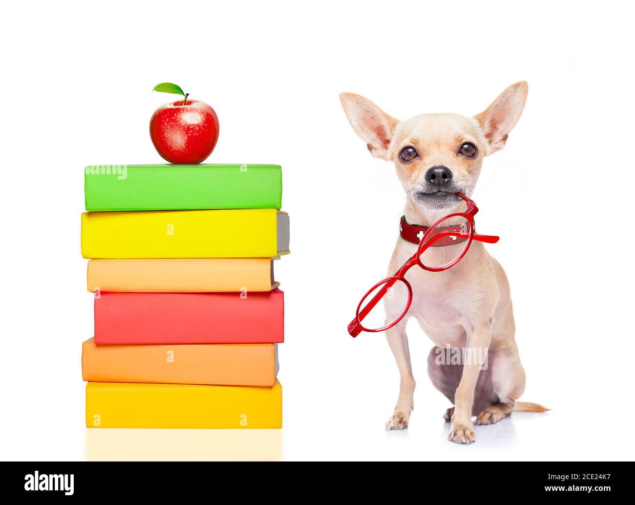 smart dog and books Stock Photo - Alamy
