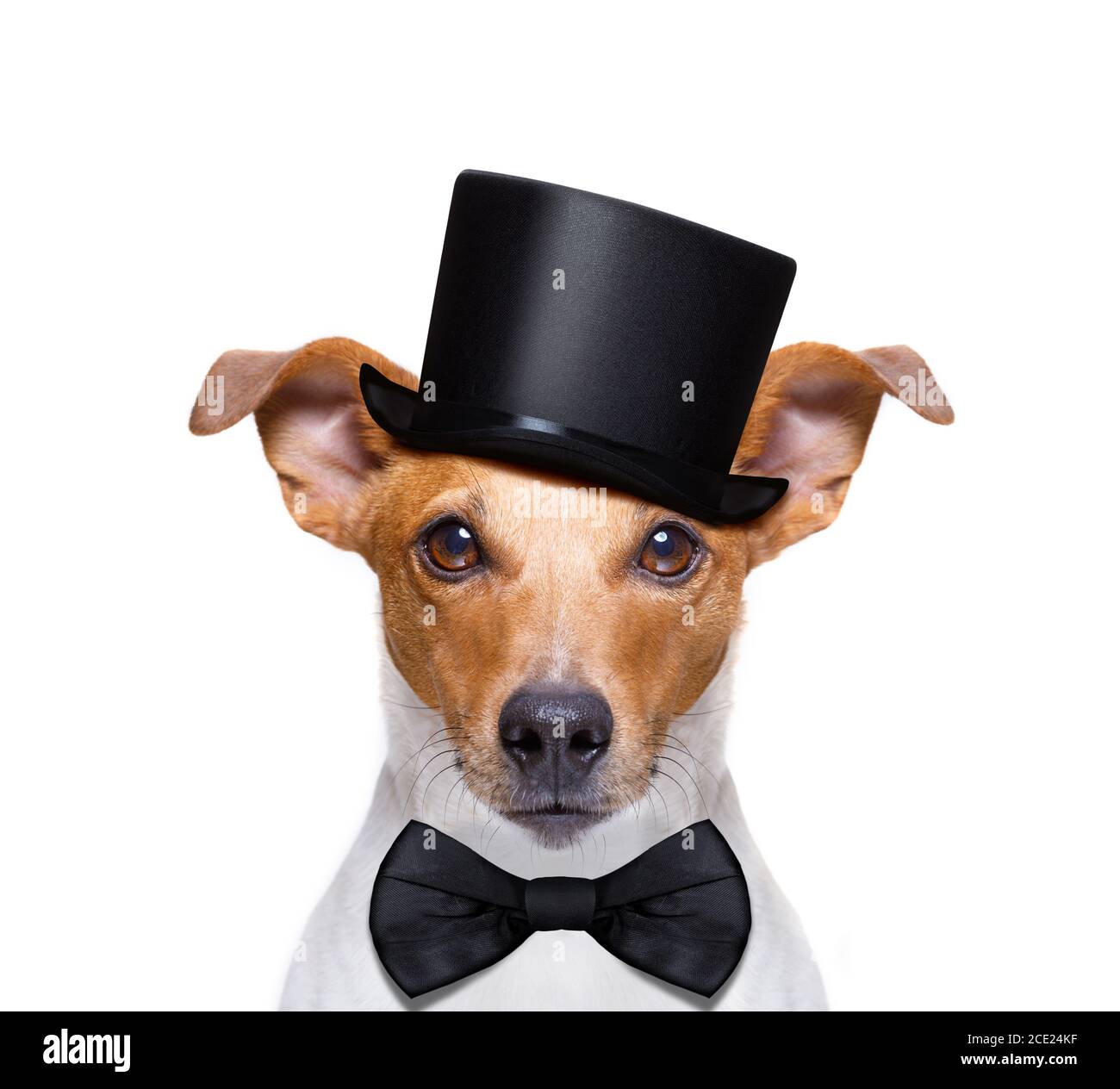 cool curious dog looks at you Stock Photo - Alamy