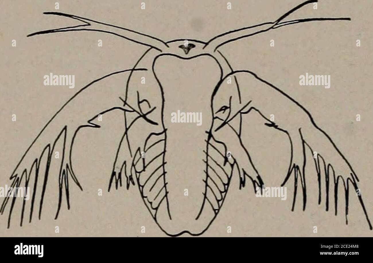 Proto earth hi-res stock photography and images - Alamy