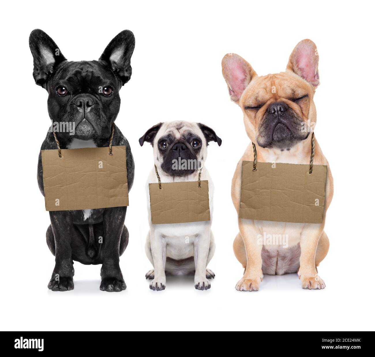 homeless row of dogs to adopt Stock Photo - Alamy