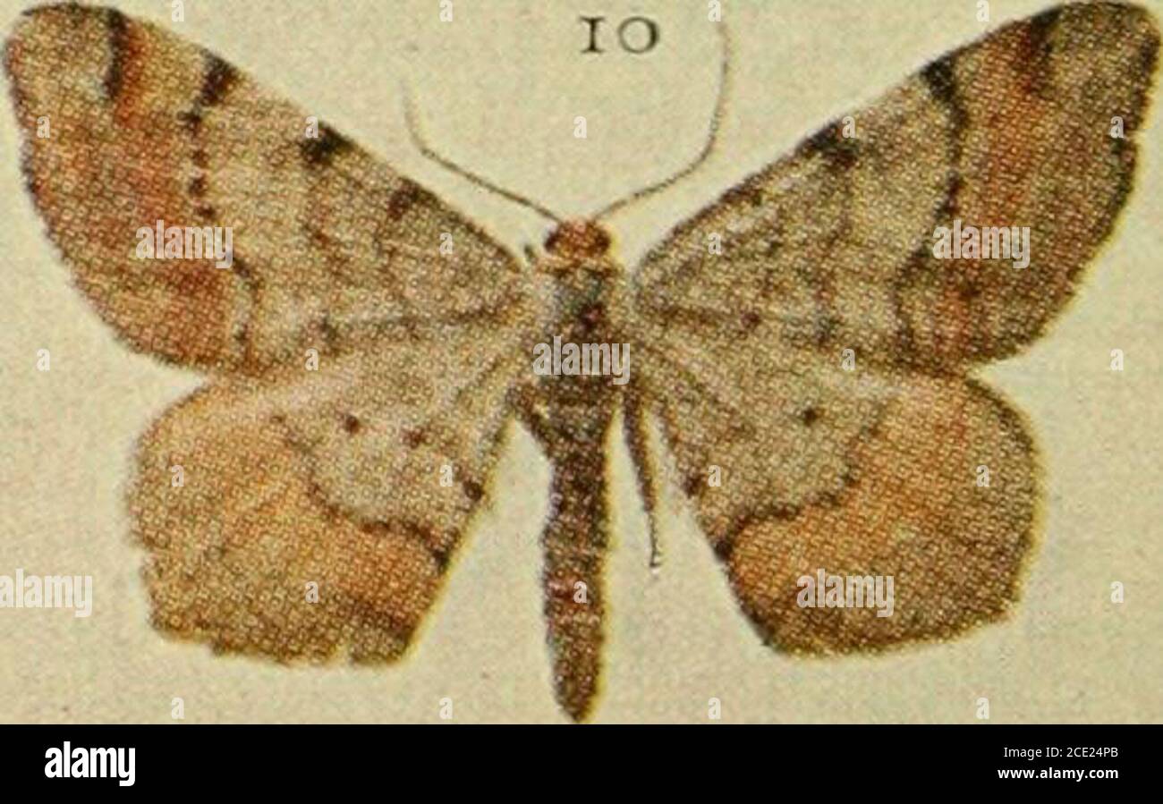 Tawny Barred Angle Moths High Resolution Stock Photography and Images ...