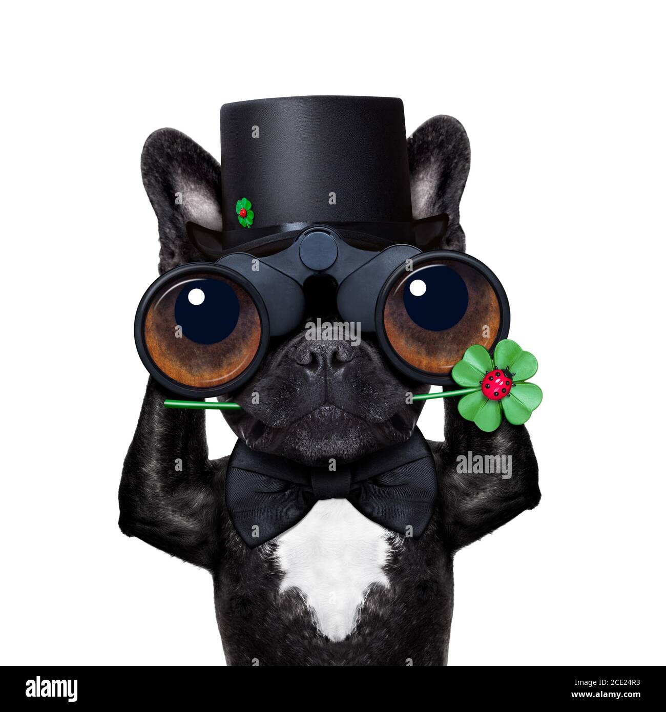 good luck dog Stock Photo - Alamy