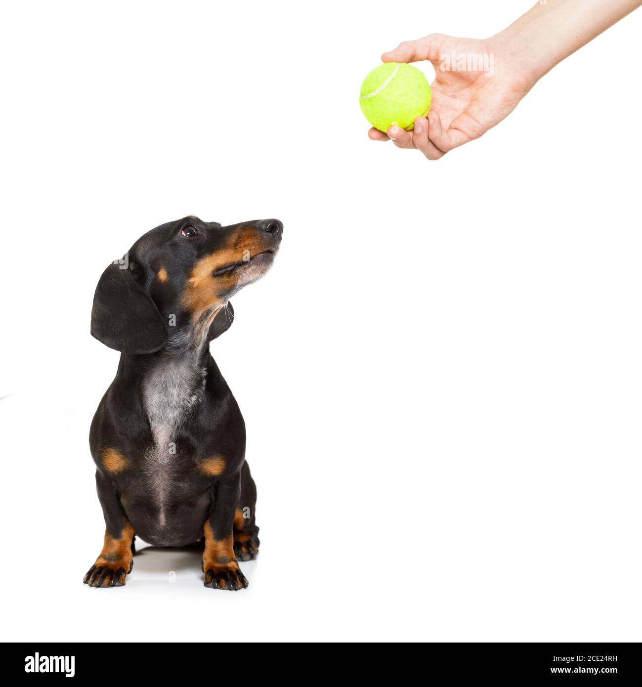 dog with ball Stock Photo - Alamy