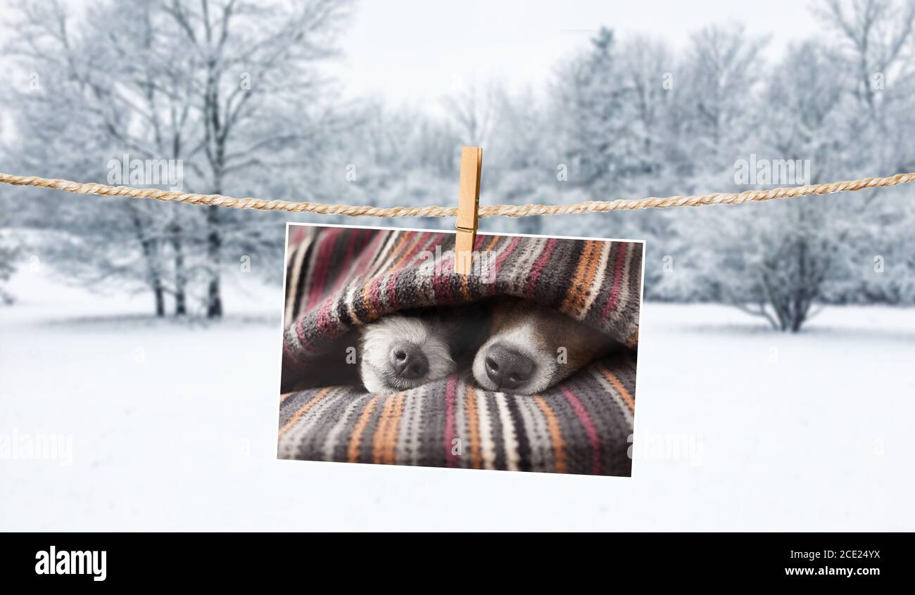cute photo of dogs on string in winter Stock Photo - Alamy
