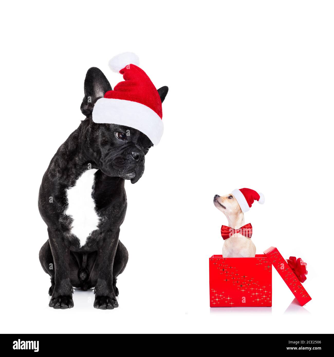 christmas santa dogs Stock Photo - Alamy