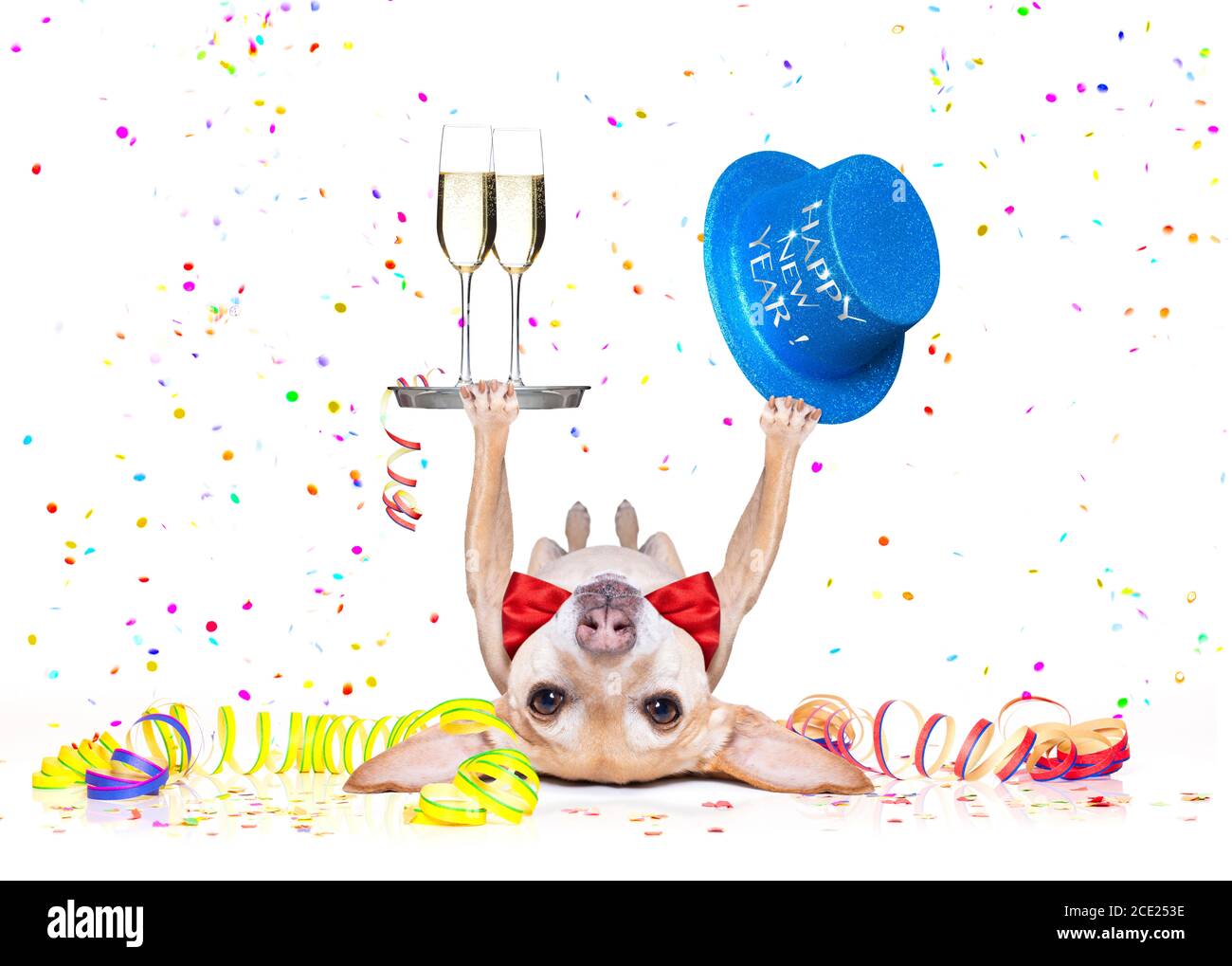 new years eve dog Stock Photo - Alamy