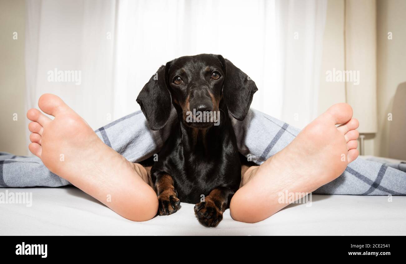 sleeping dog and owner in bed Stock Photo - Alamy