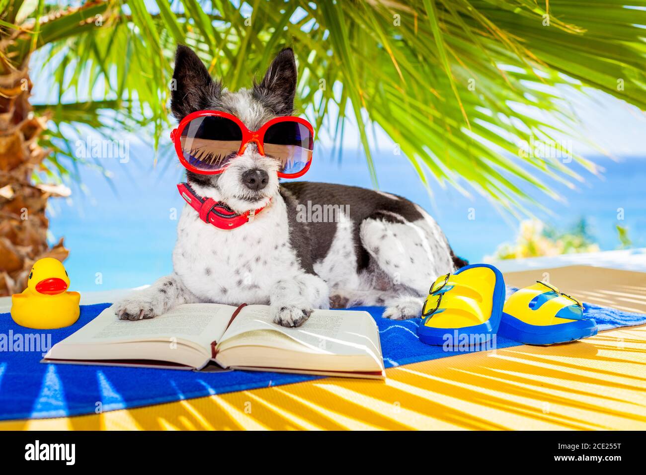 Dog trip reading book hi-res stock photography and images - Alamy
