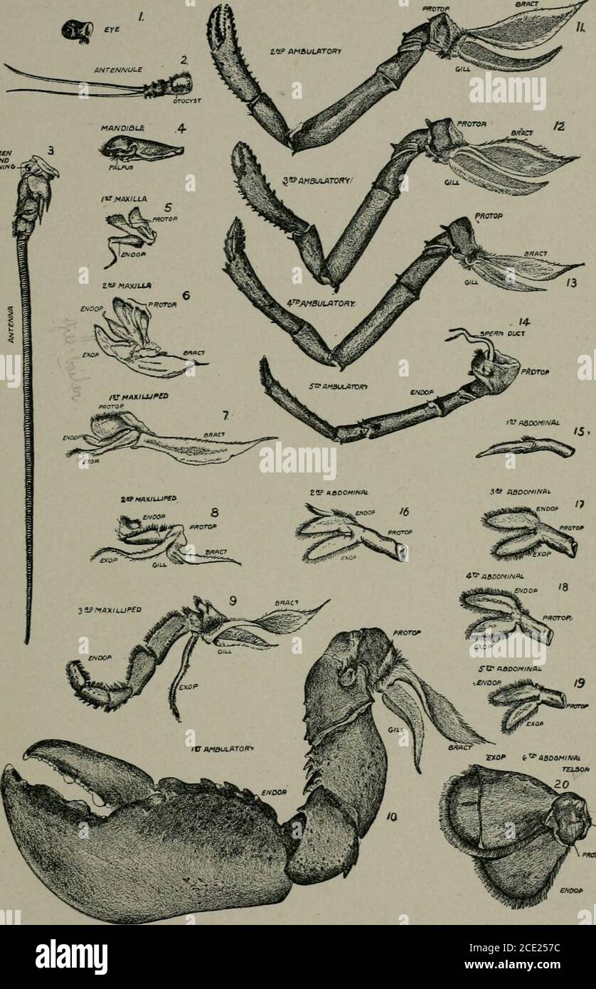 . Biology . n be easily distinguished, abasal portion, termed the ...