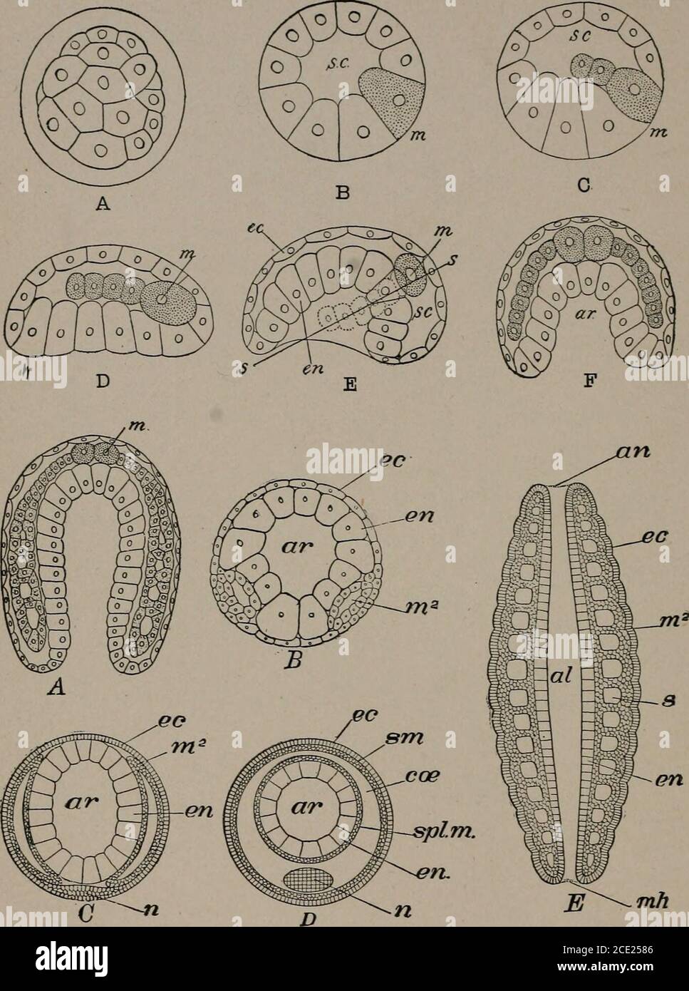 Mesodermal cells hi-res stock photography and images - Alamy