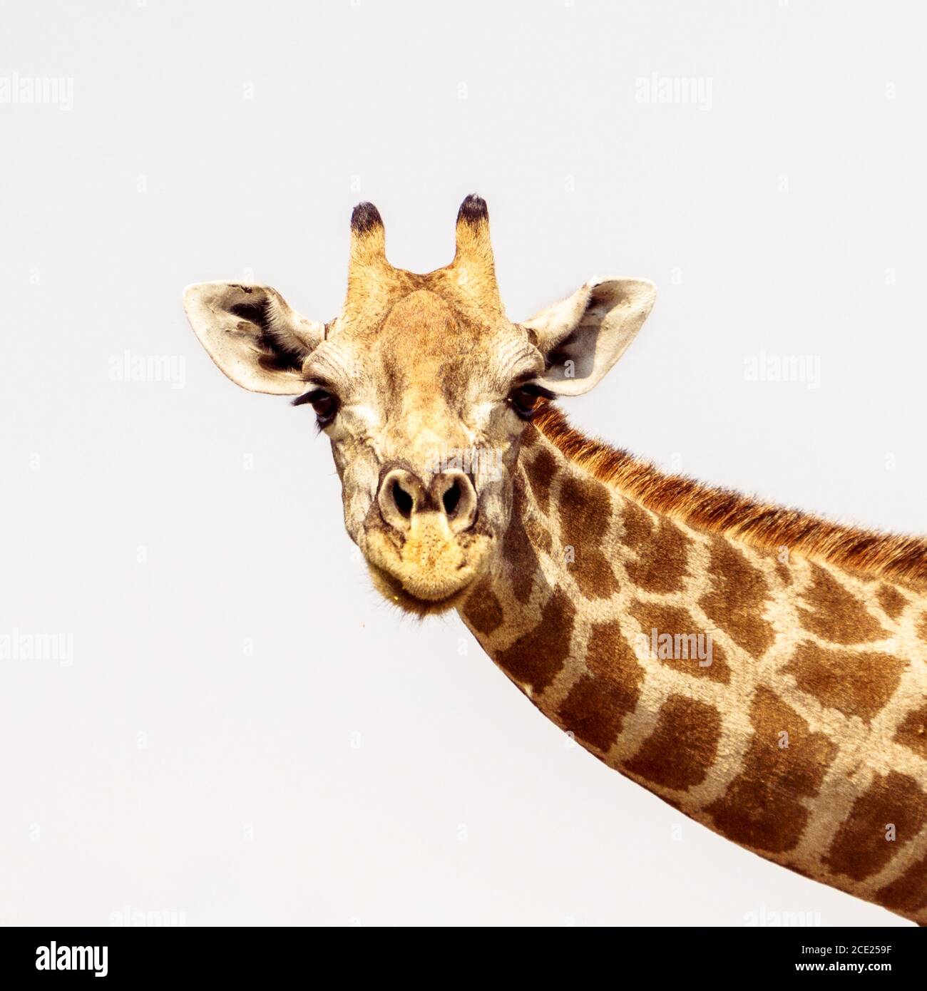 Lazy giraffe hi-res stock photography and images - Alamy