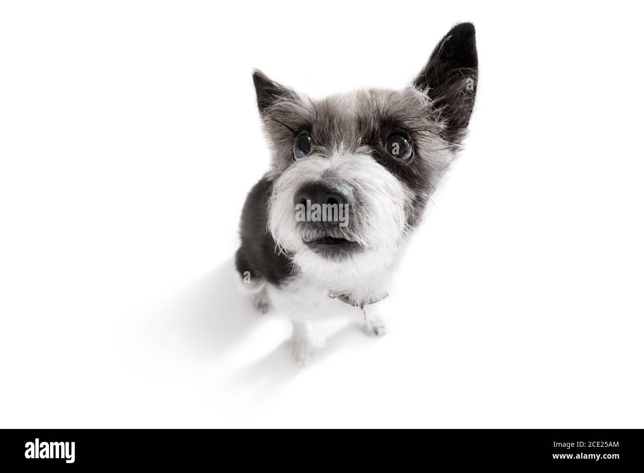 Wide angle view dog Cut Out Stock Images & Pictures - Alamy