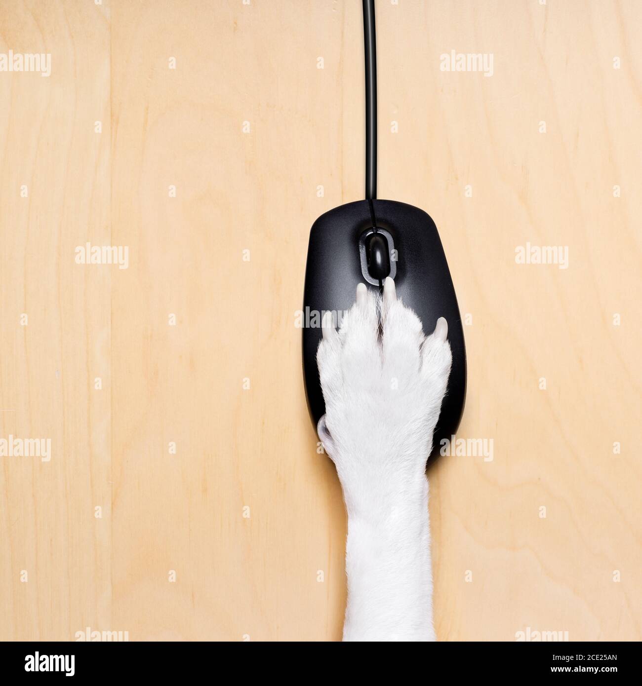 click with paw on computer mouse Stock Photo - Alamy