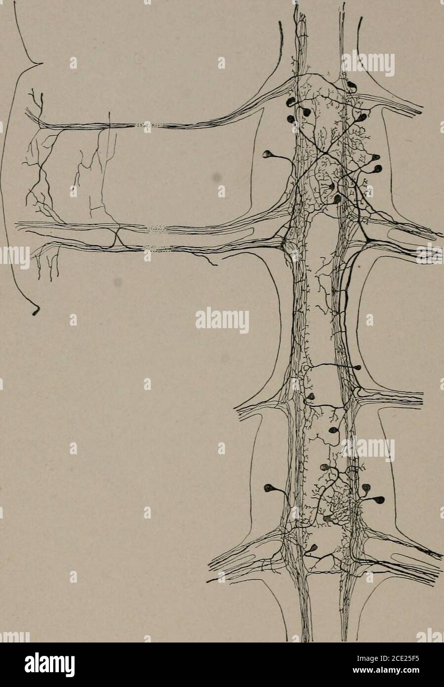 . Biology . ventral part of the body ofLumbricus, to show the nerve ...