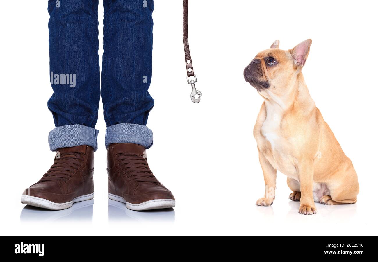 dog and owner Stock Photo - Alamy