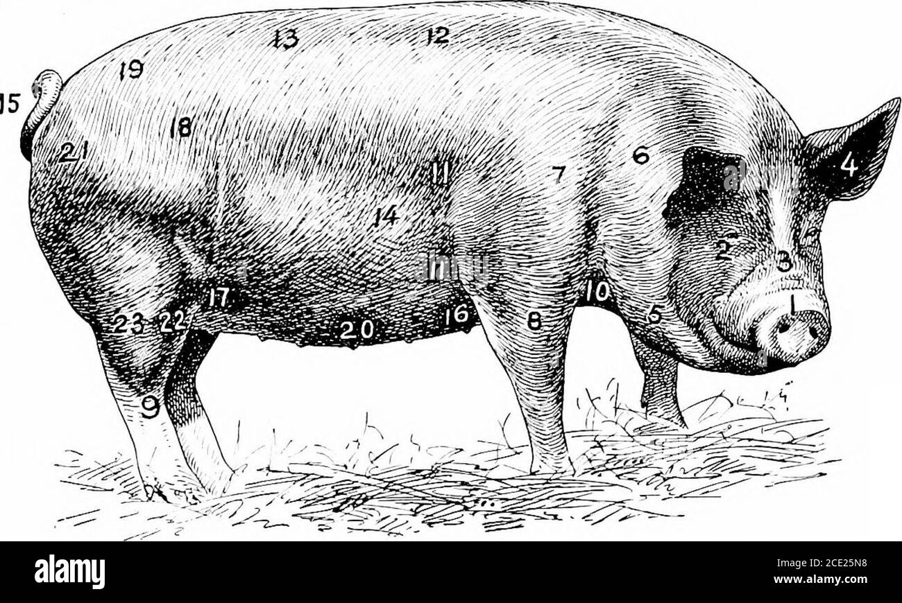 Forty pounds total Black and White Stock Photos & Images - Alamy