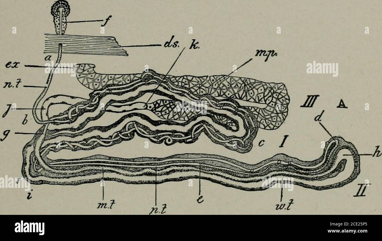 Nephridium hi-res stock photography and images - Alamy