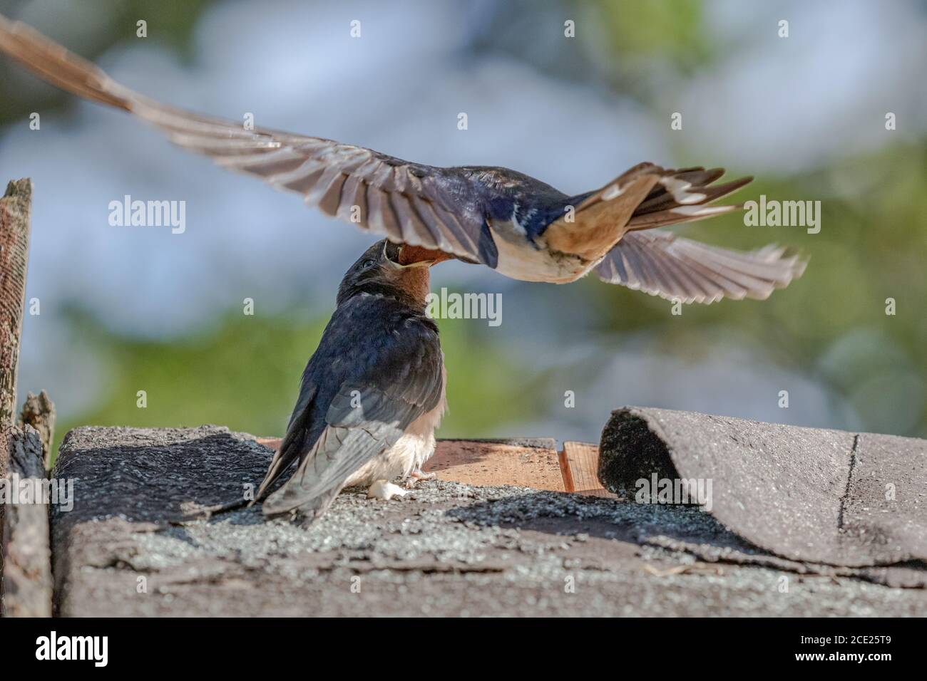 Pre migration swallow hi-res stock photography and images - Alamy