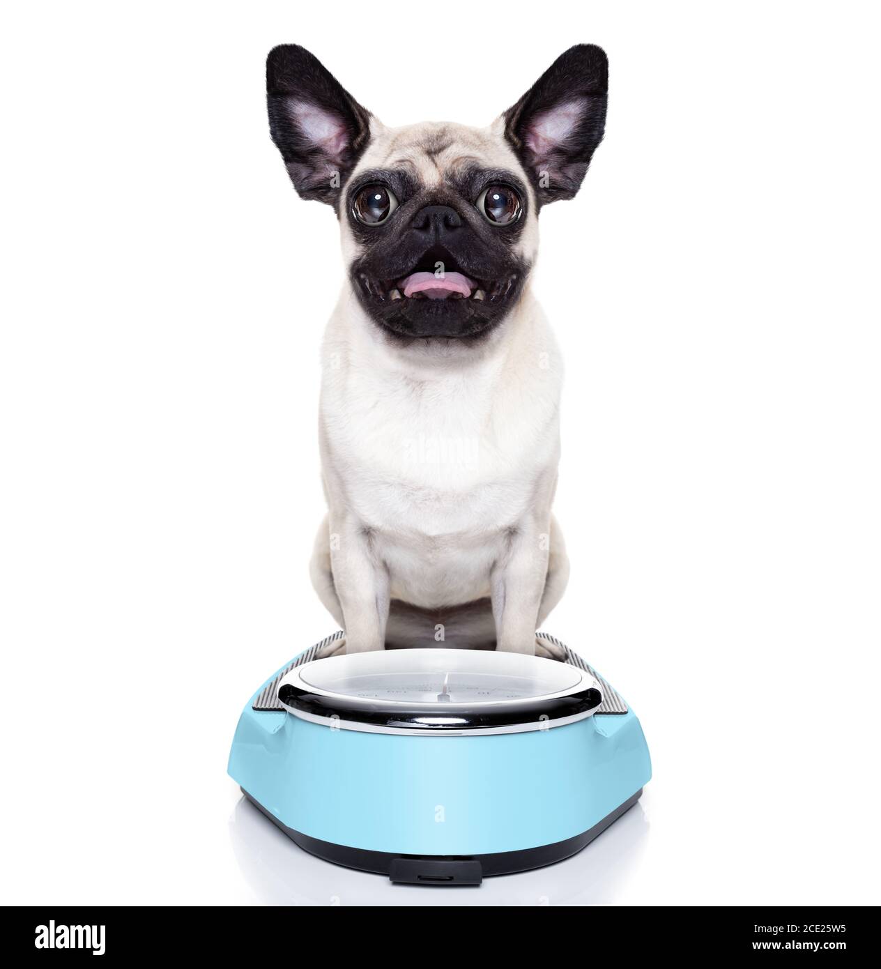 overweight pug dog Stock Photo - Alamy