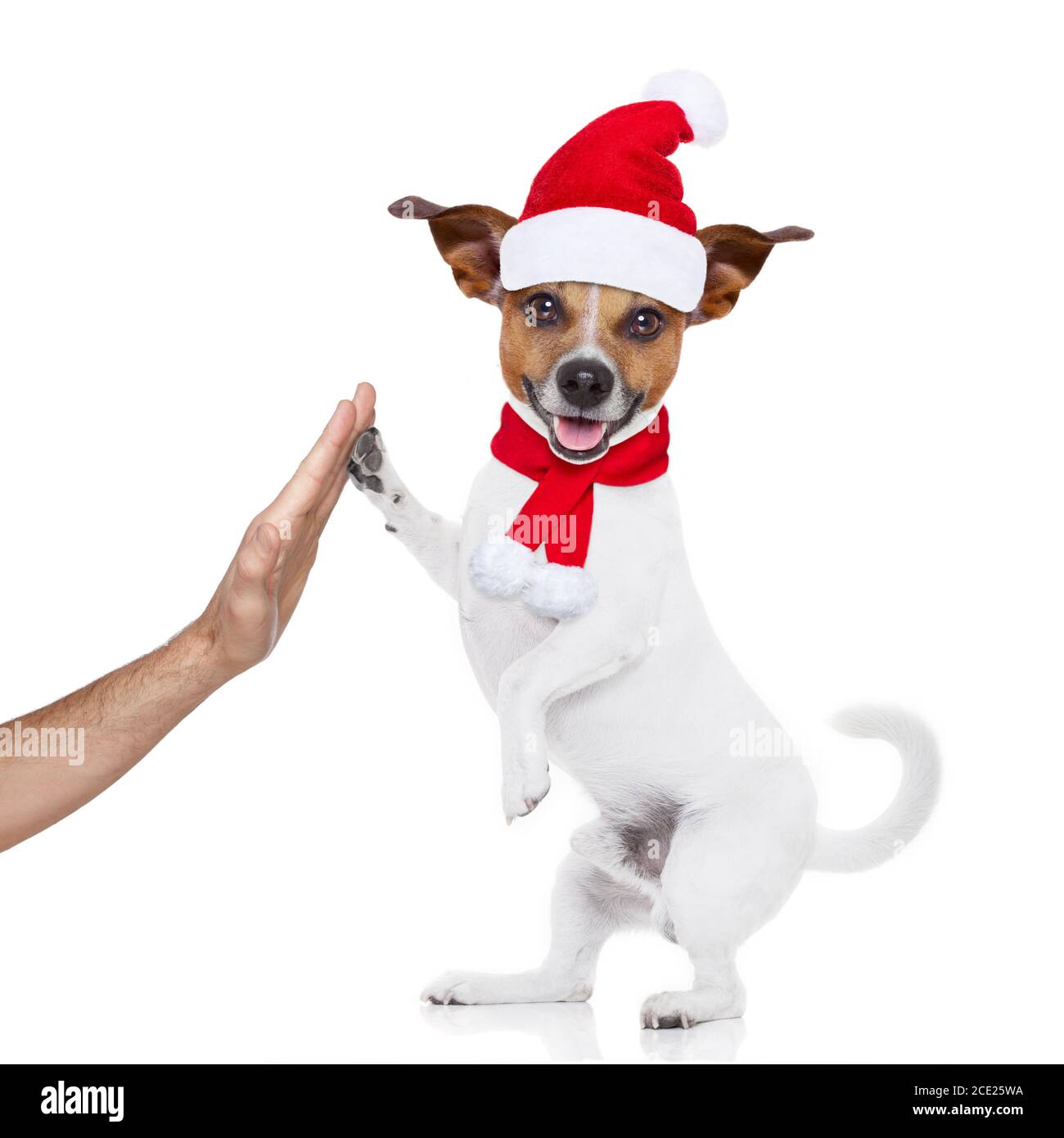 christmas santa dog Stock Photo - Alamy