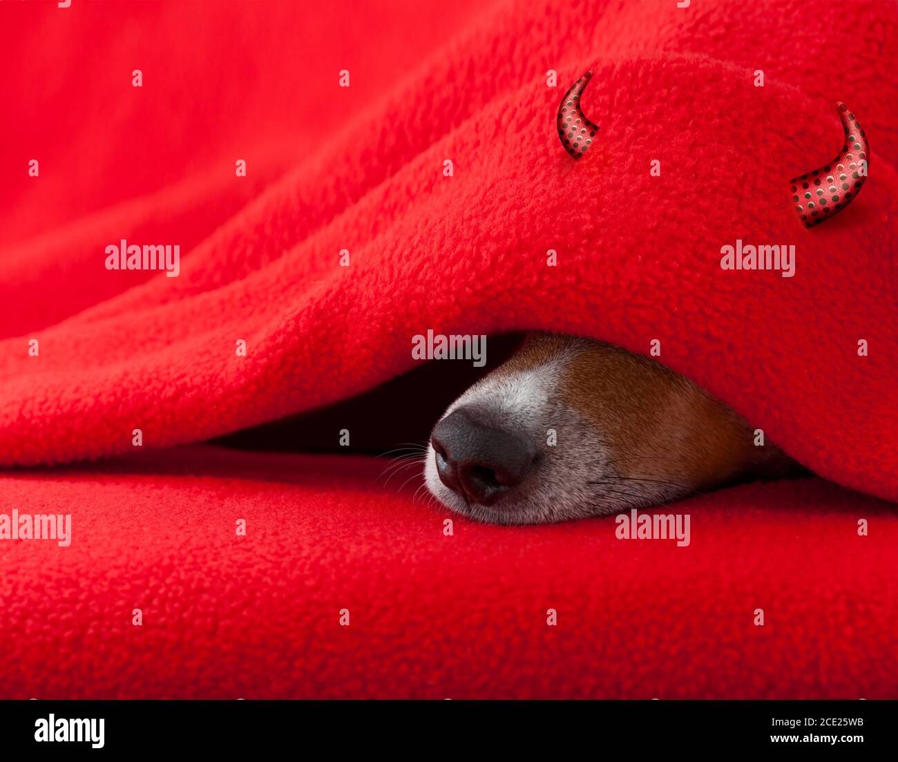 Dog scared blanket hi-res stock photography and images - Alamy
