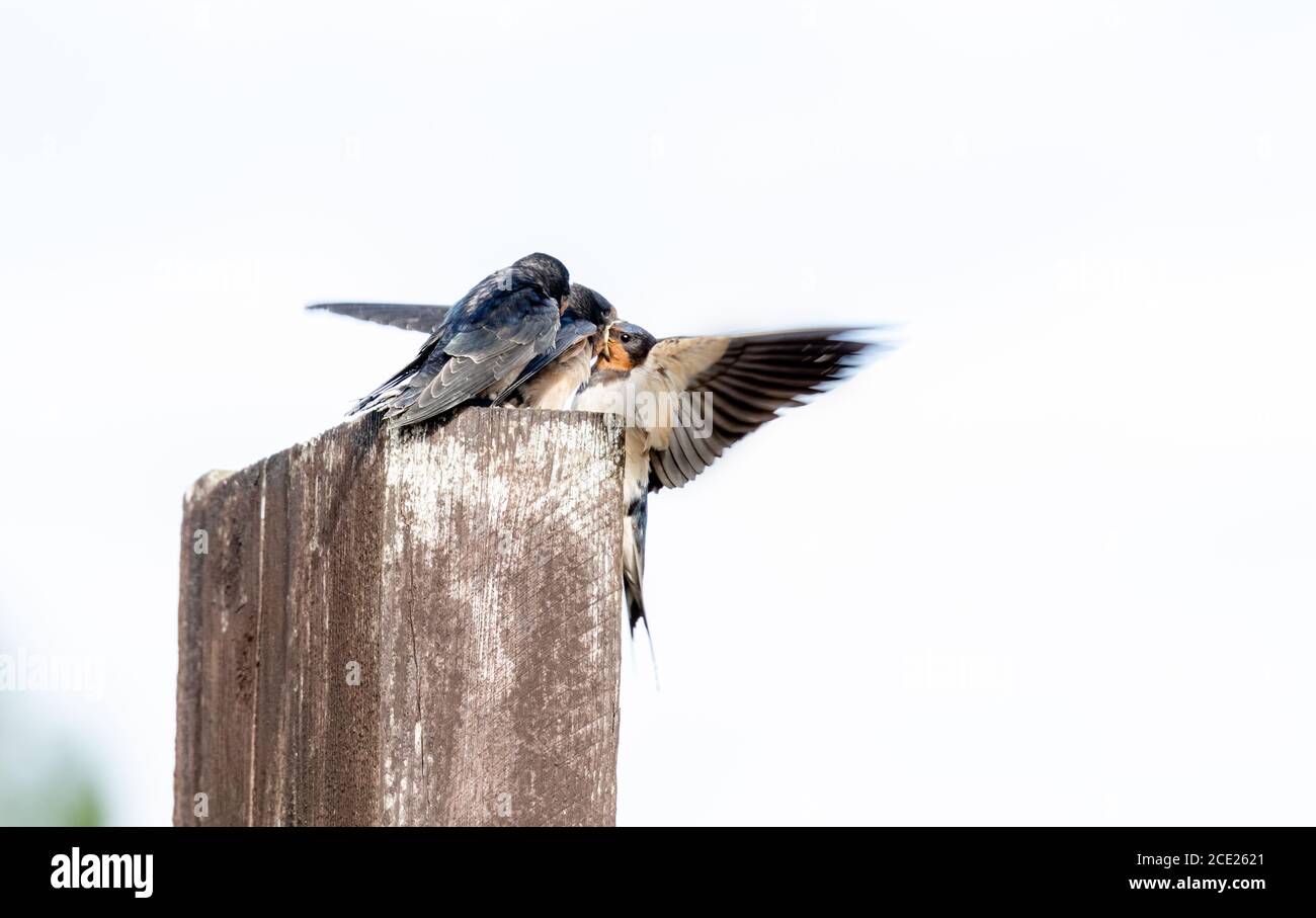 Pre migration swallow hi-res stock photography and images - Alamy
