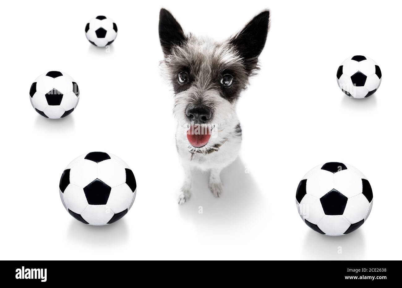 soccer football dog Stock Photo - Alamy