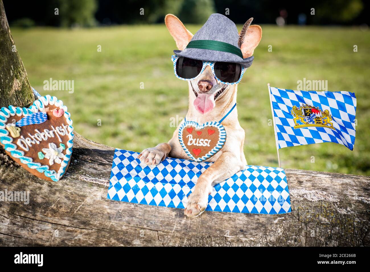 bavarian beer dog Stock Photo - Alamy