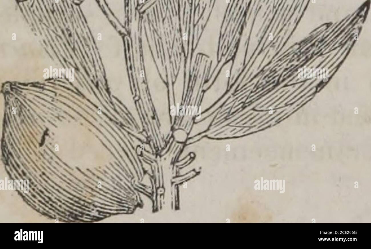 Cerbera tanghin hi-res stock photography and images - Alamy