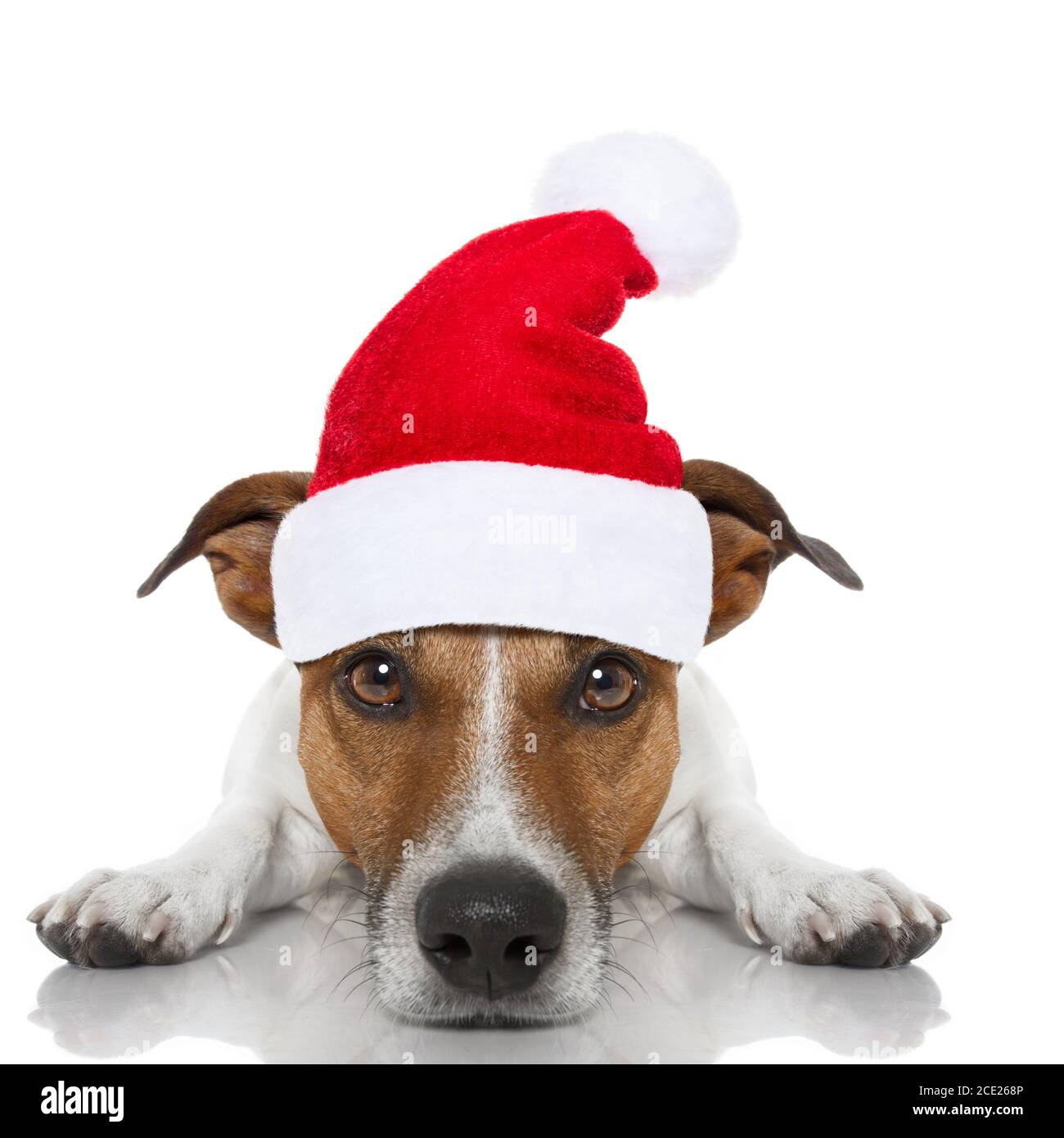 christmas santa dog Stock Photo - Alamy