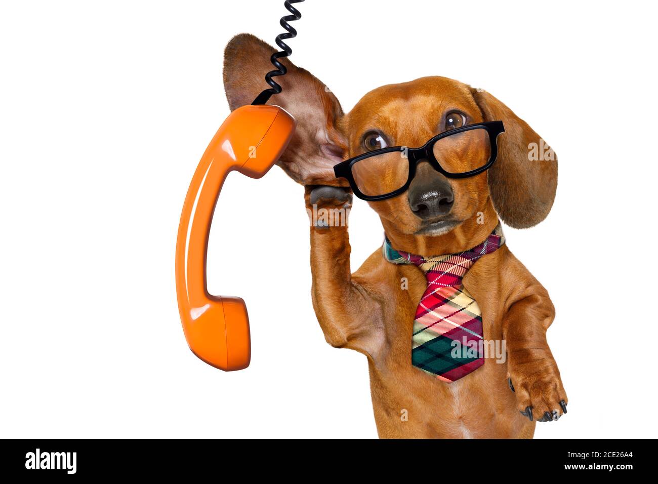 office worker boss dog Stock Photo - Alamy