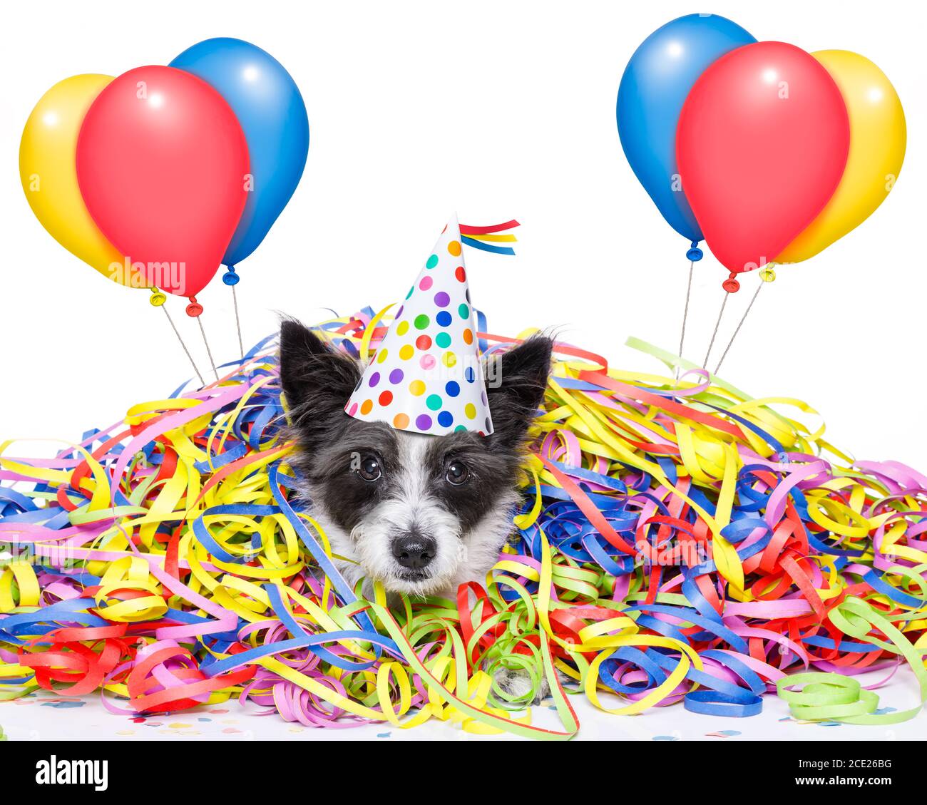 party celebration dog Stock Photo - Alamy