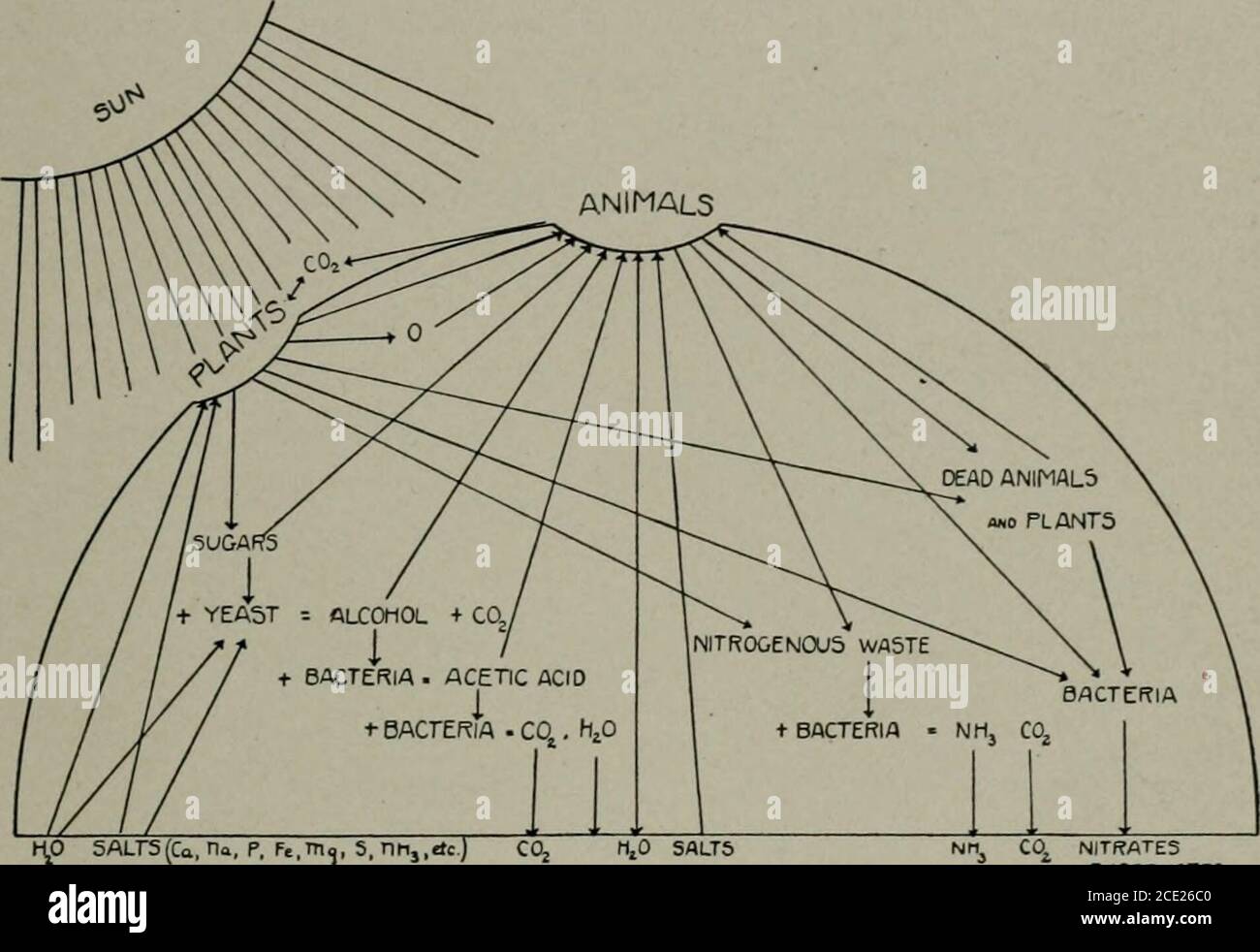 Co2 cycle oxygen cycle hi-res stock photography and images - Alamy
