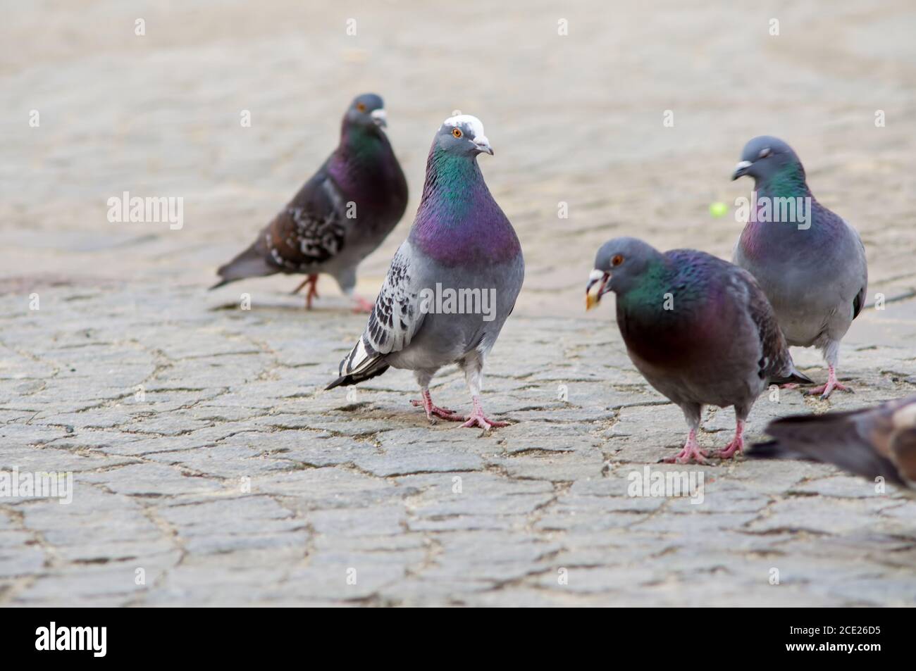 The post pigeon, a colorfully feathered bird Stock Photo - Alamy