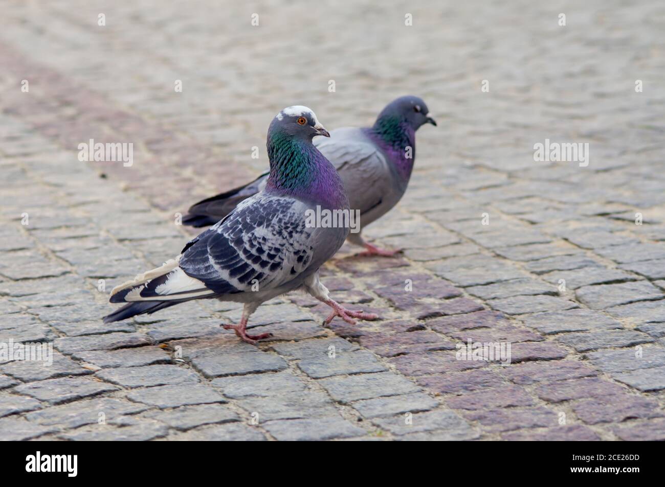 The post pigeon, a colorfully feathered bird Stock Photo - Alamy