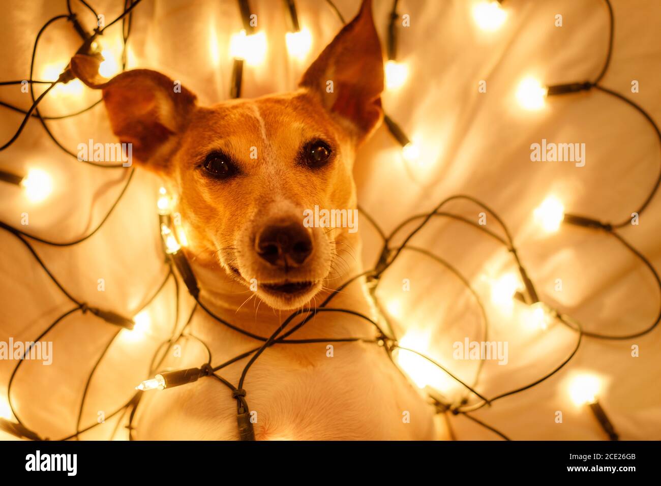 christmas dog with fairy lights Stock Photo - Alamy