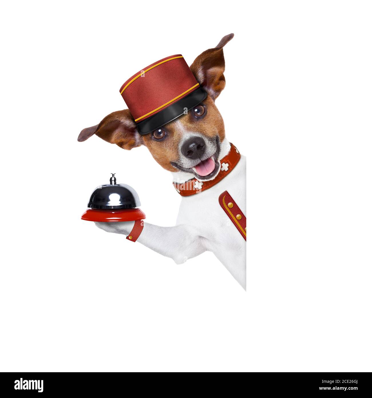 Dog hotel reception hi-res stock photography and images - Alamy