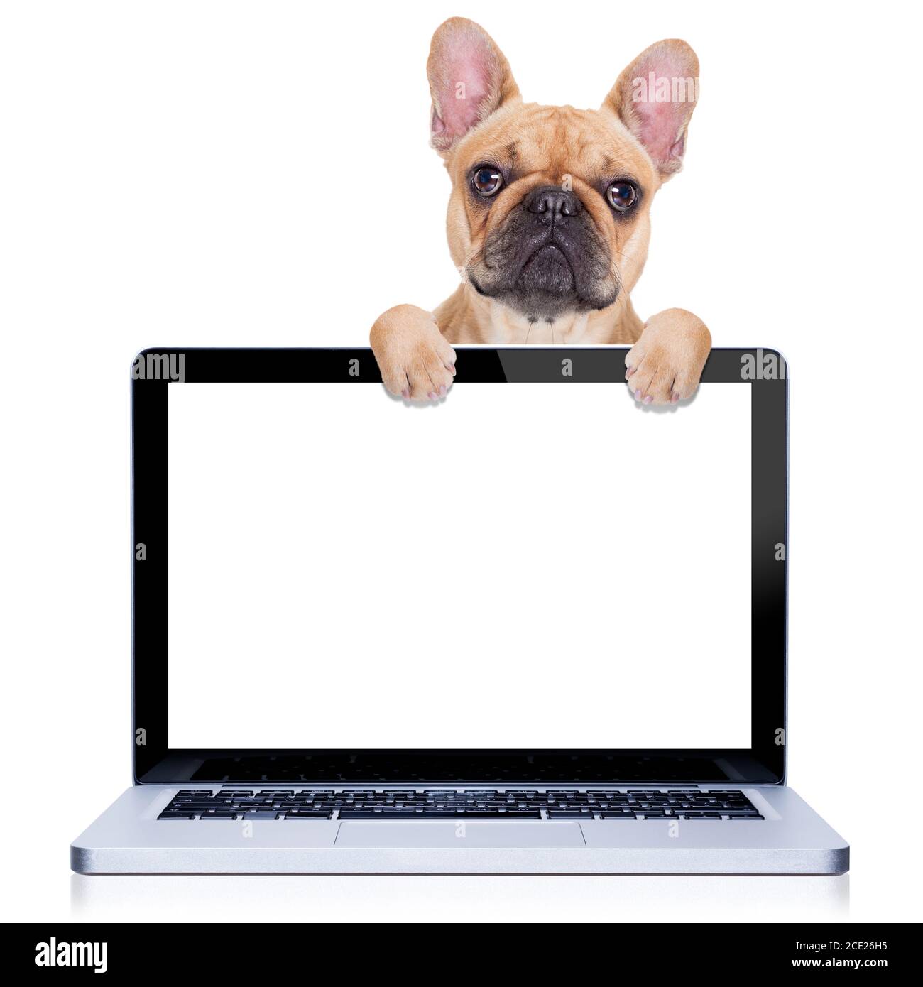 French pug with computer hi-res stock photography and images - Alamy