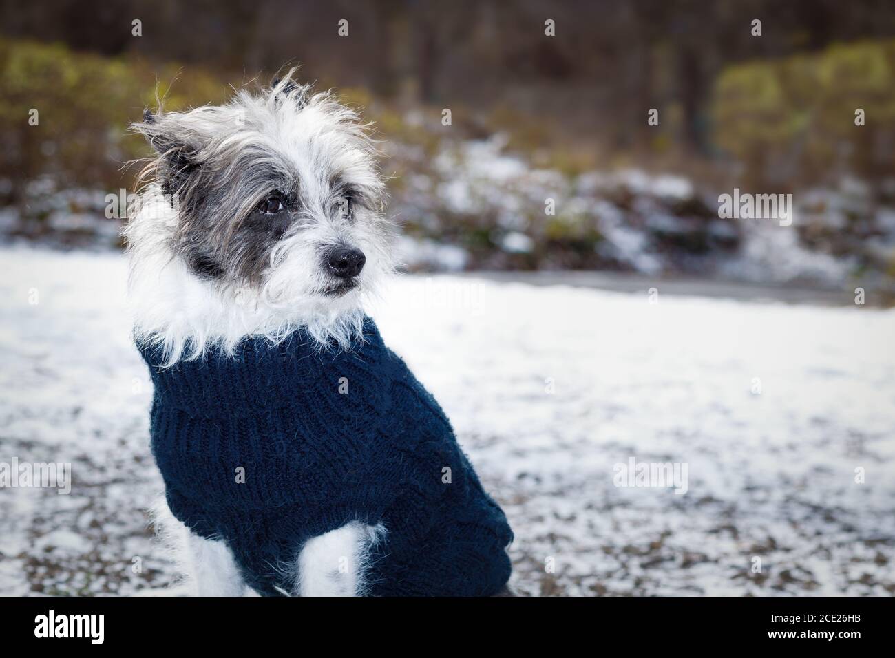 freezing icy dog in snow Stock Photo - Alamy
