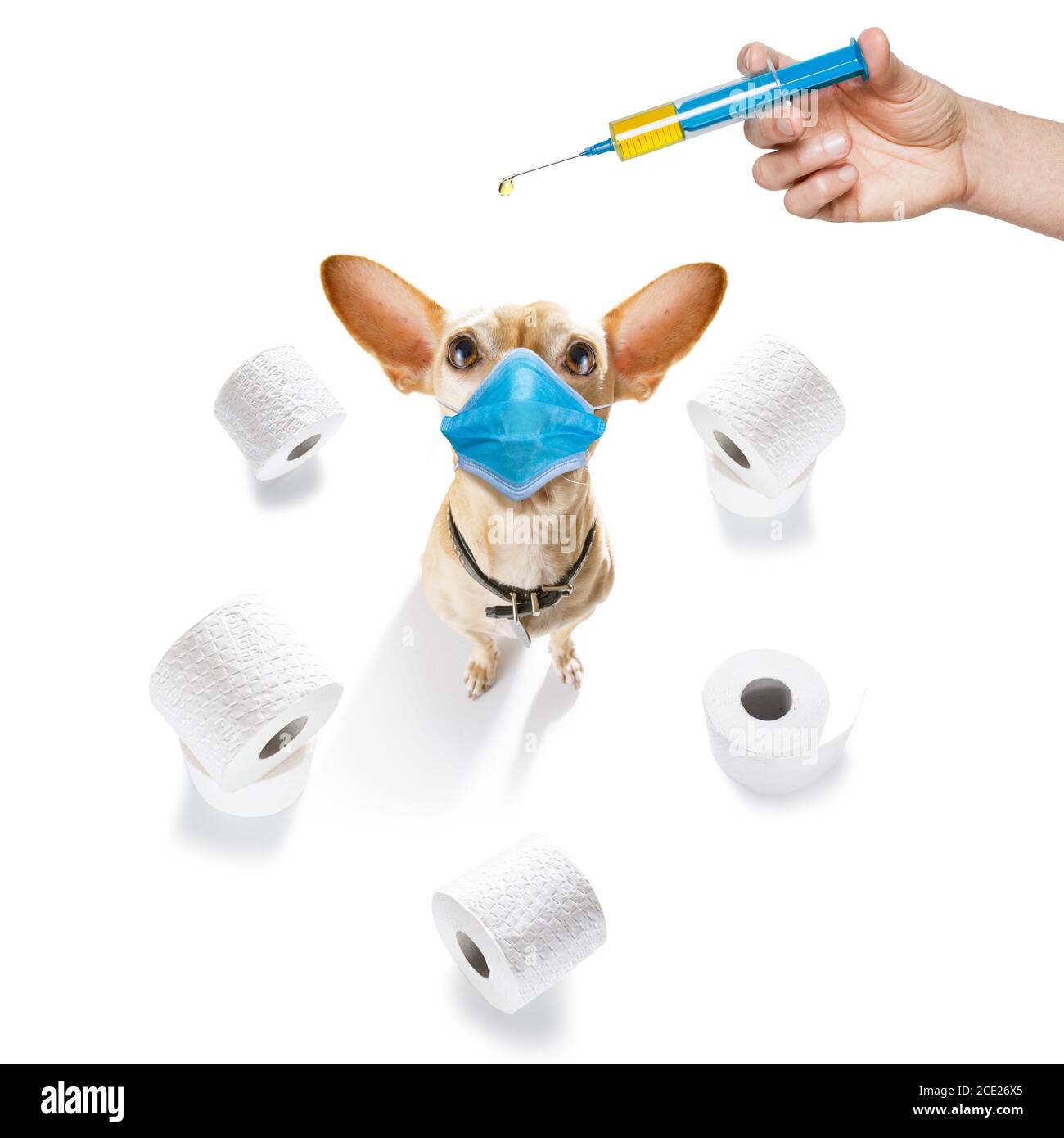 Dog toilet paper hi-res stock photography and images - Alamy