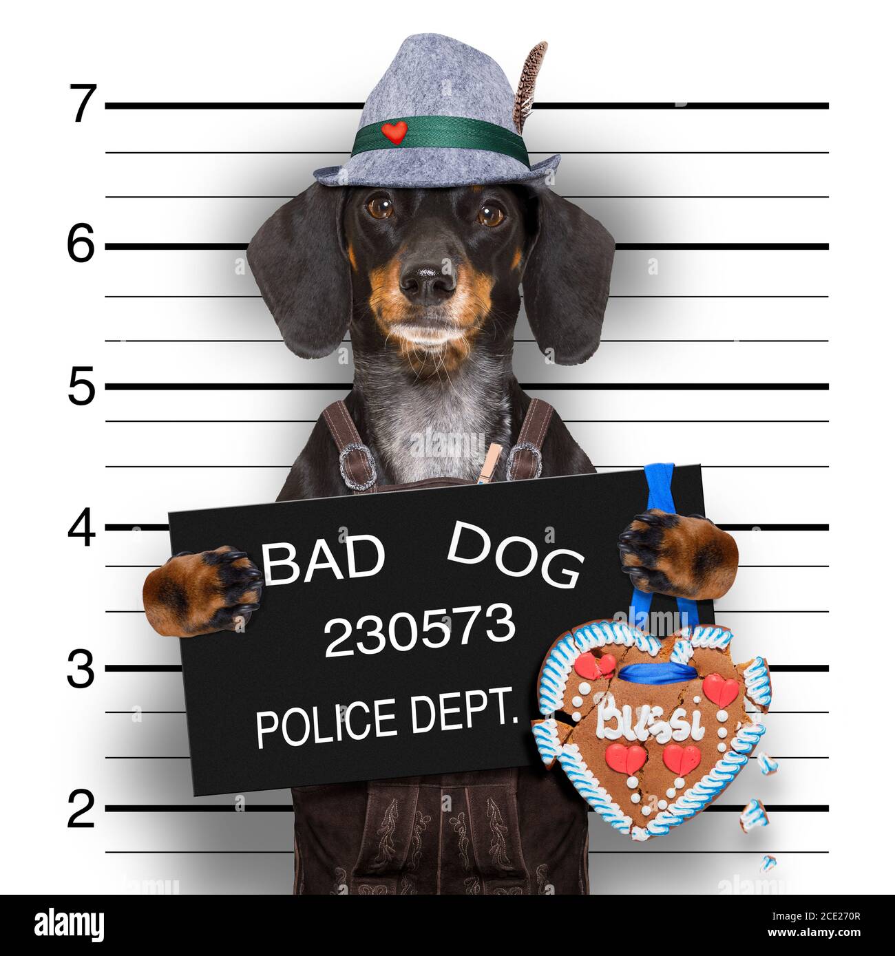 bavarian beer dog mugshot Stock Photo - Alamy