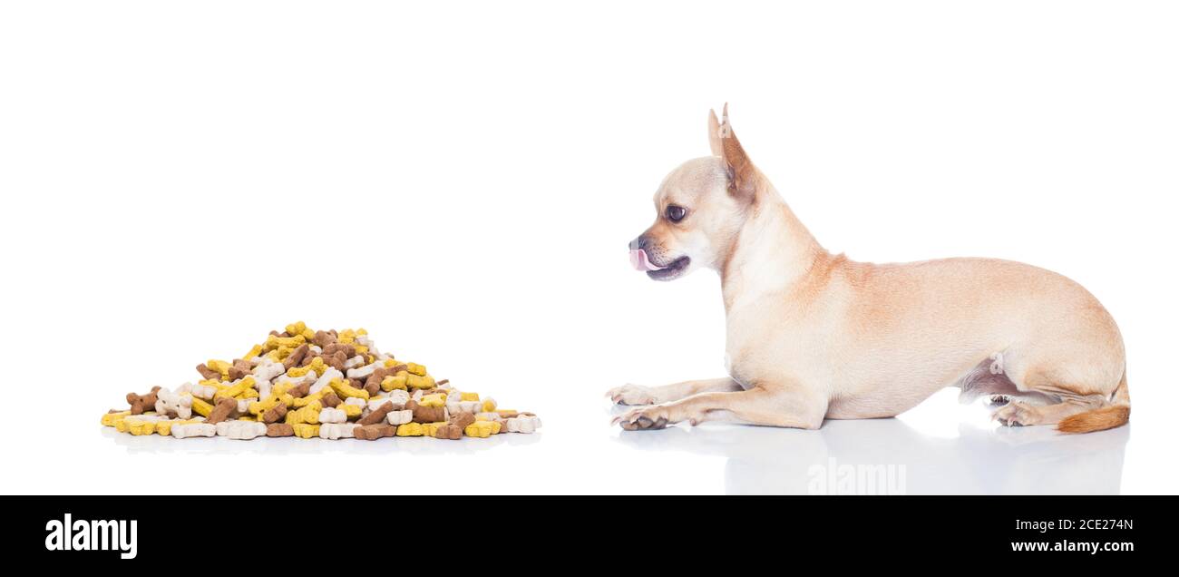 Owner treat dog Cut Out Stock Images & Pictures - Alamy