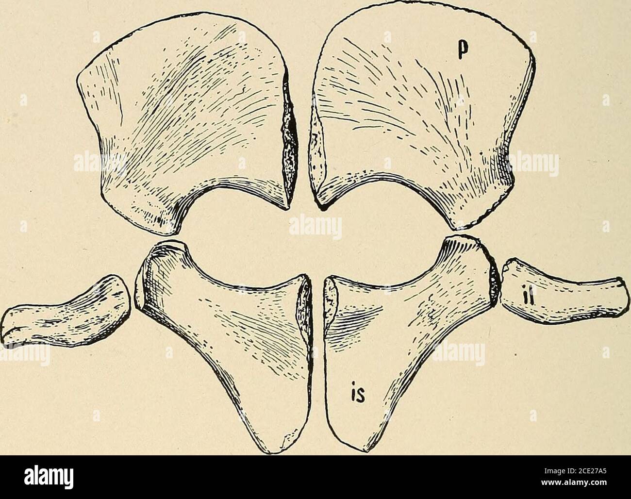 . Water reptiles of the past and present . Fig. 36.—Pelvic girdle from ...