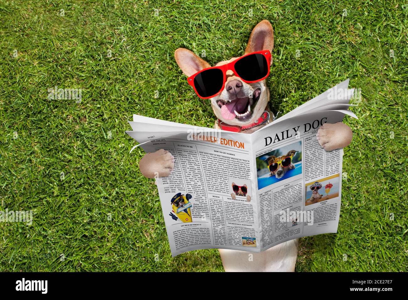 dog reading newspaper Stock Photo - Alamy