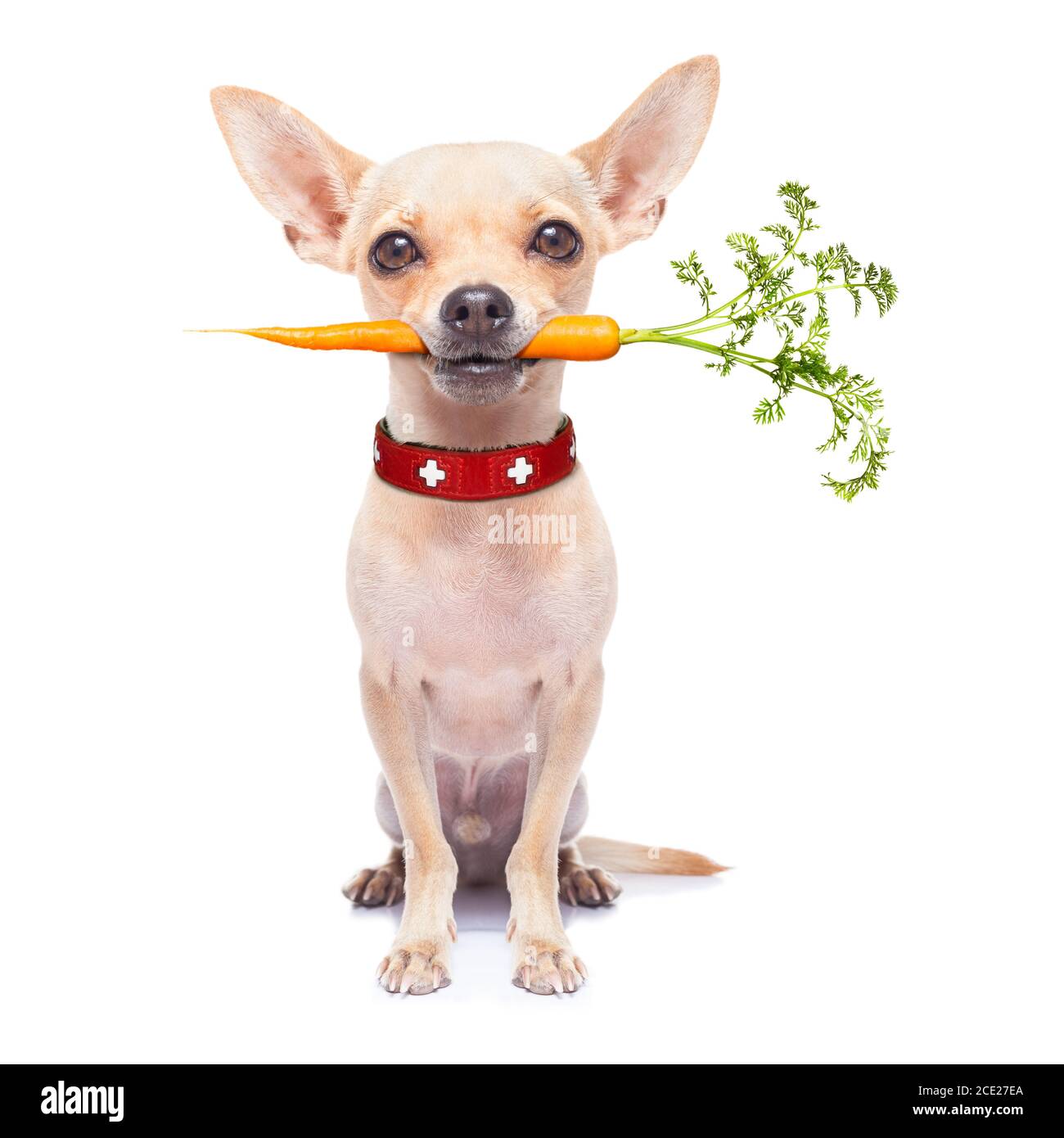 healthy hungry dog Stock Photo - Alamy