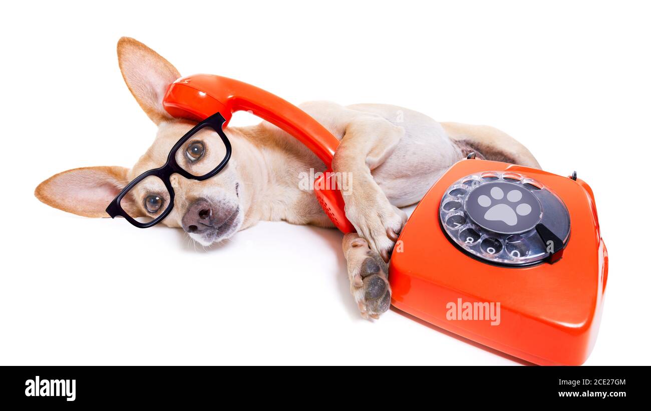 dog on the phone Stock Photo - Alamy