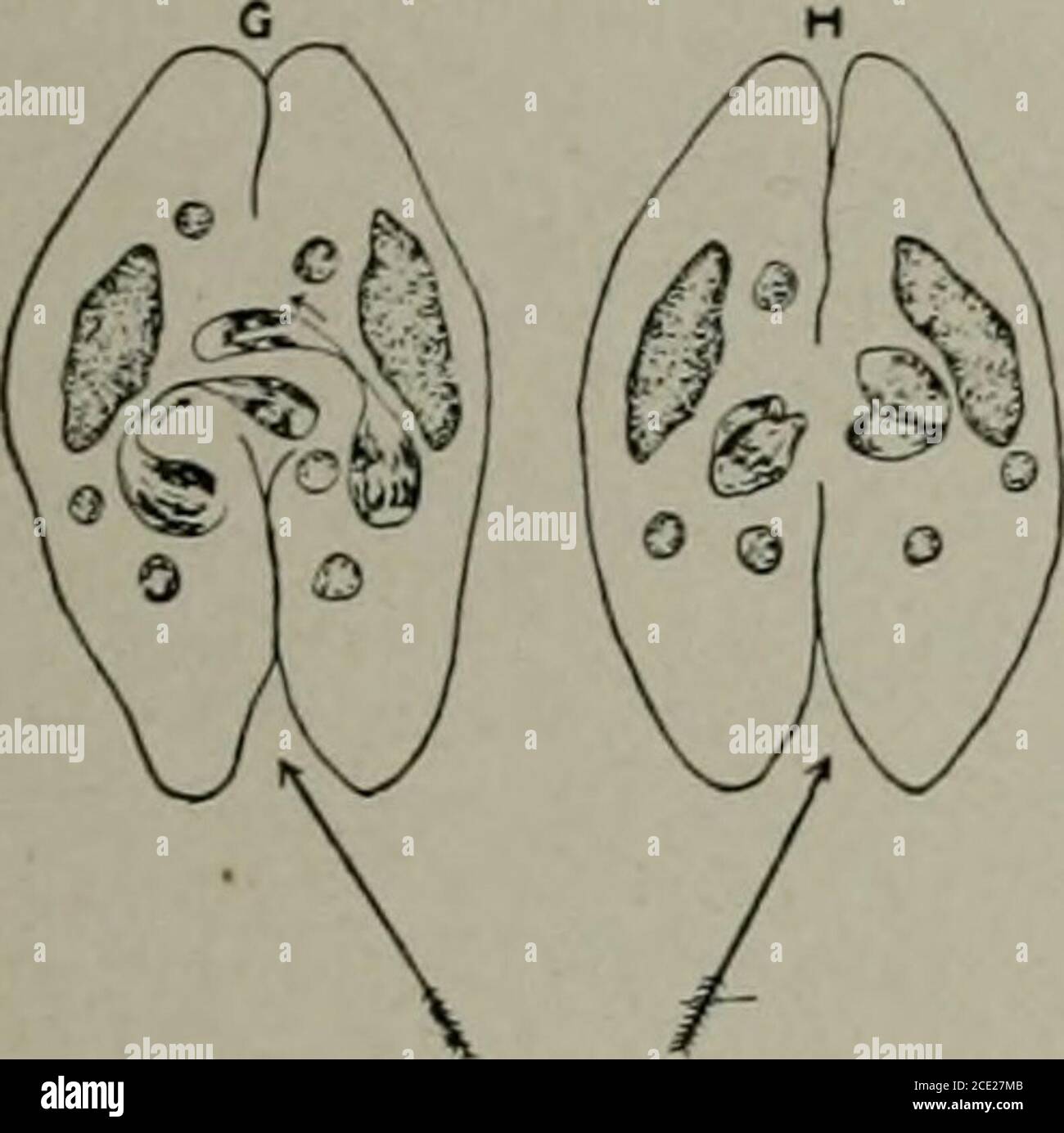. Biology . FIRST MATURATION DIVlSrON OF MICRONUCLEUS SECOND AND ...