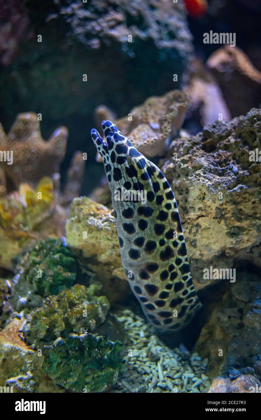 Rock eel hi-res stock photography and images - Alamy