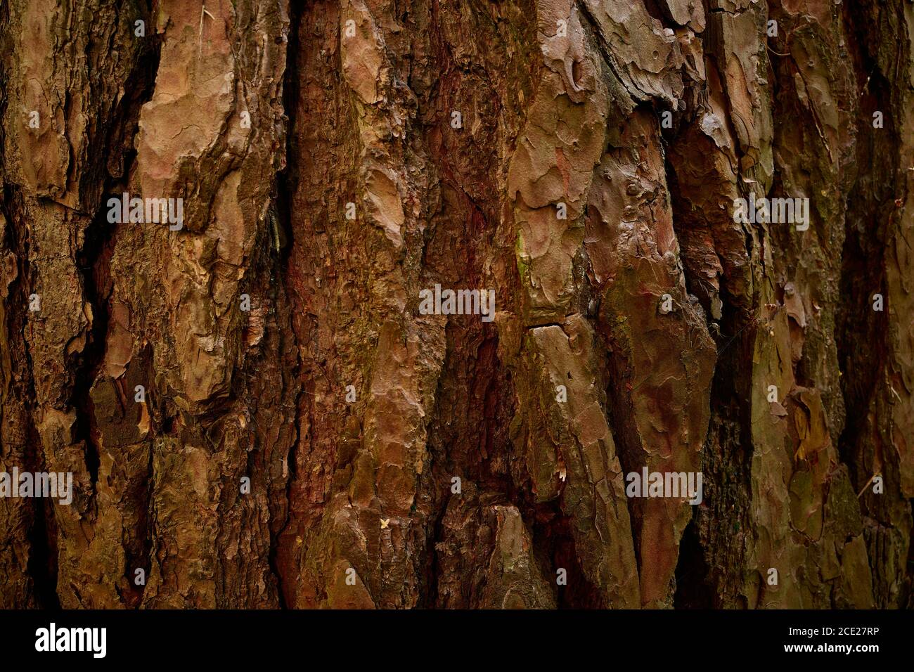 Raised texture hi-res stock photography and images - Alamy